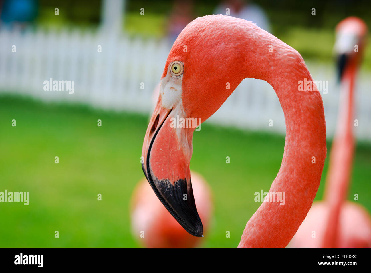 Flamingo close up hi-res stock photography and images - Alamy