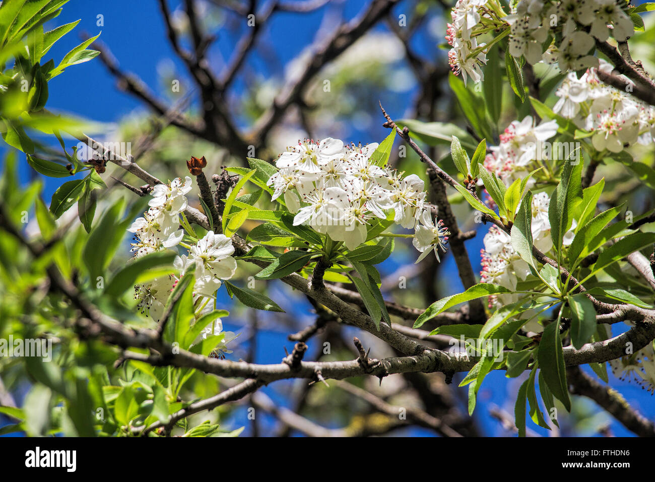 Pyrus syriaca hi-res stock photography and images - Alamy