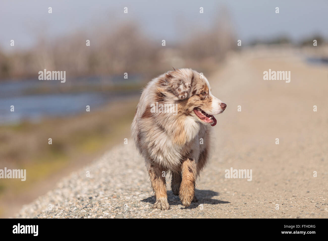Australian shepherd dog running in hi-res stock photography and images ...