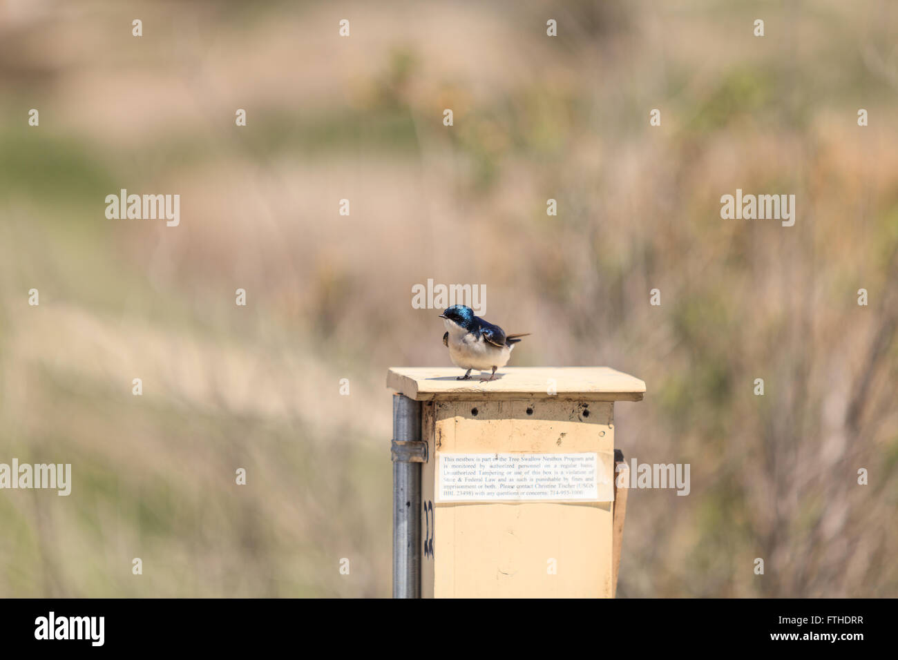 Blue Tree swallow bird, Tachycineta bicolor, sits on a nesting box in ...