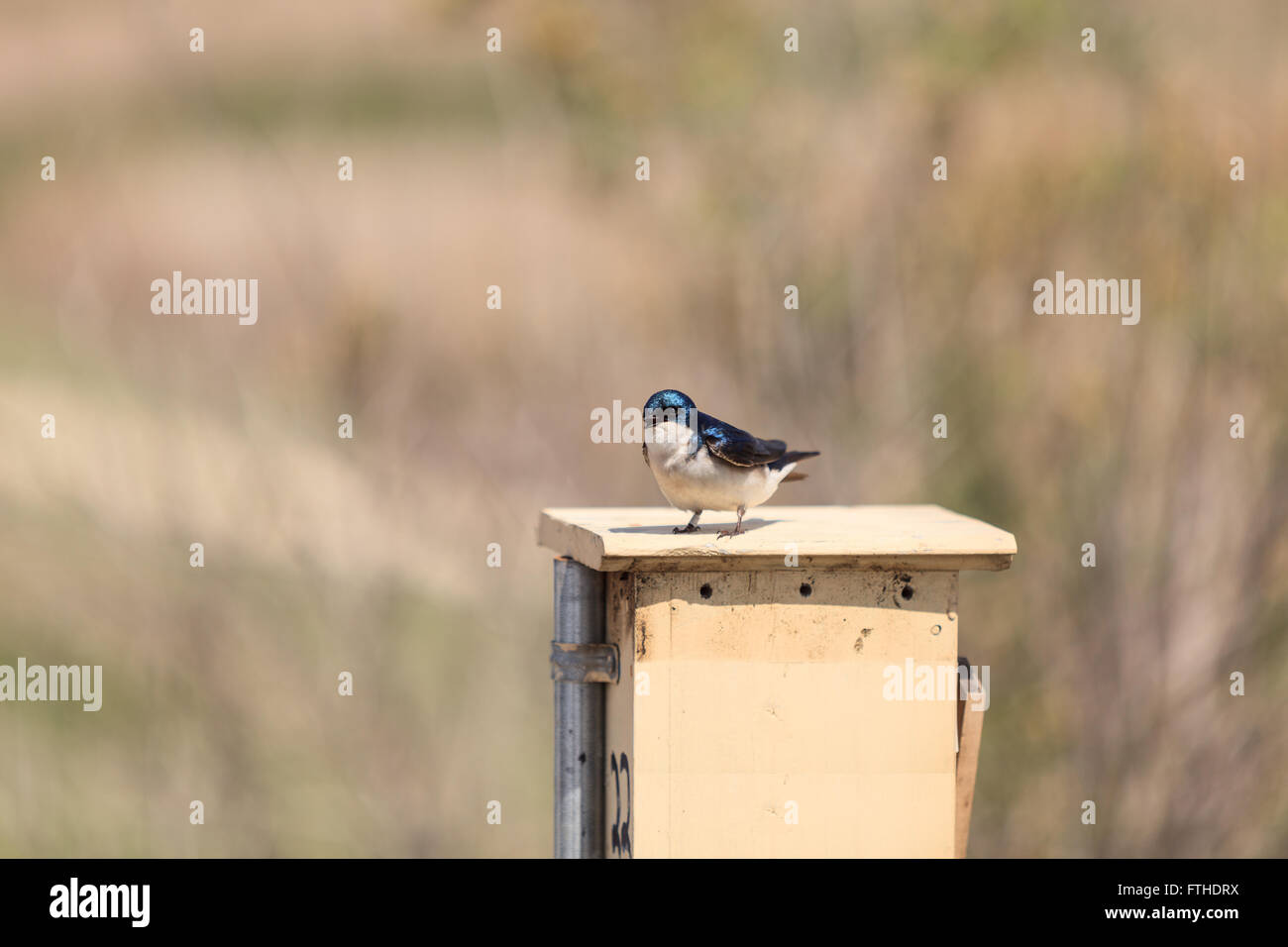 Blue Tree swallow bird, Tachycineta bicolor, sits on a nesting box in ...