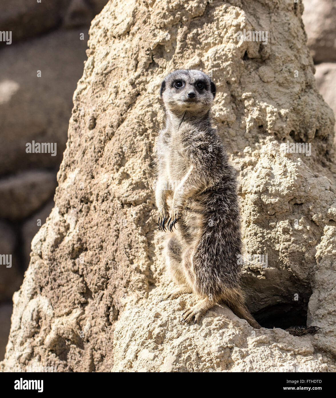 Meerkat on watch Stock Photo - Alamy