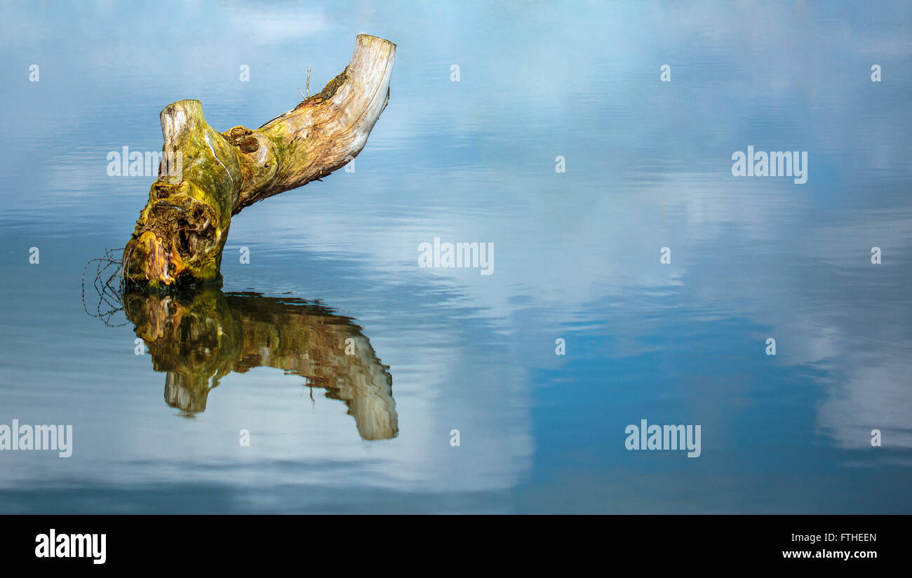 A tree stump in a lake with copyspace on sky's reflection on water ...