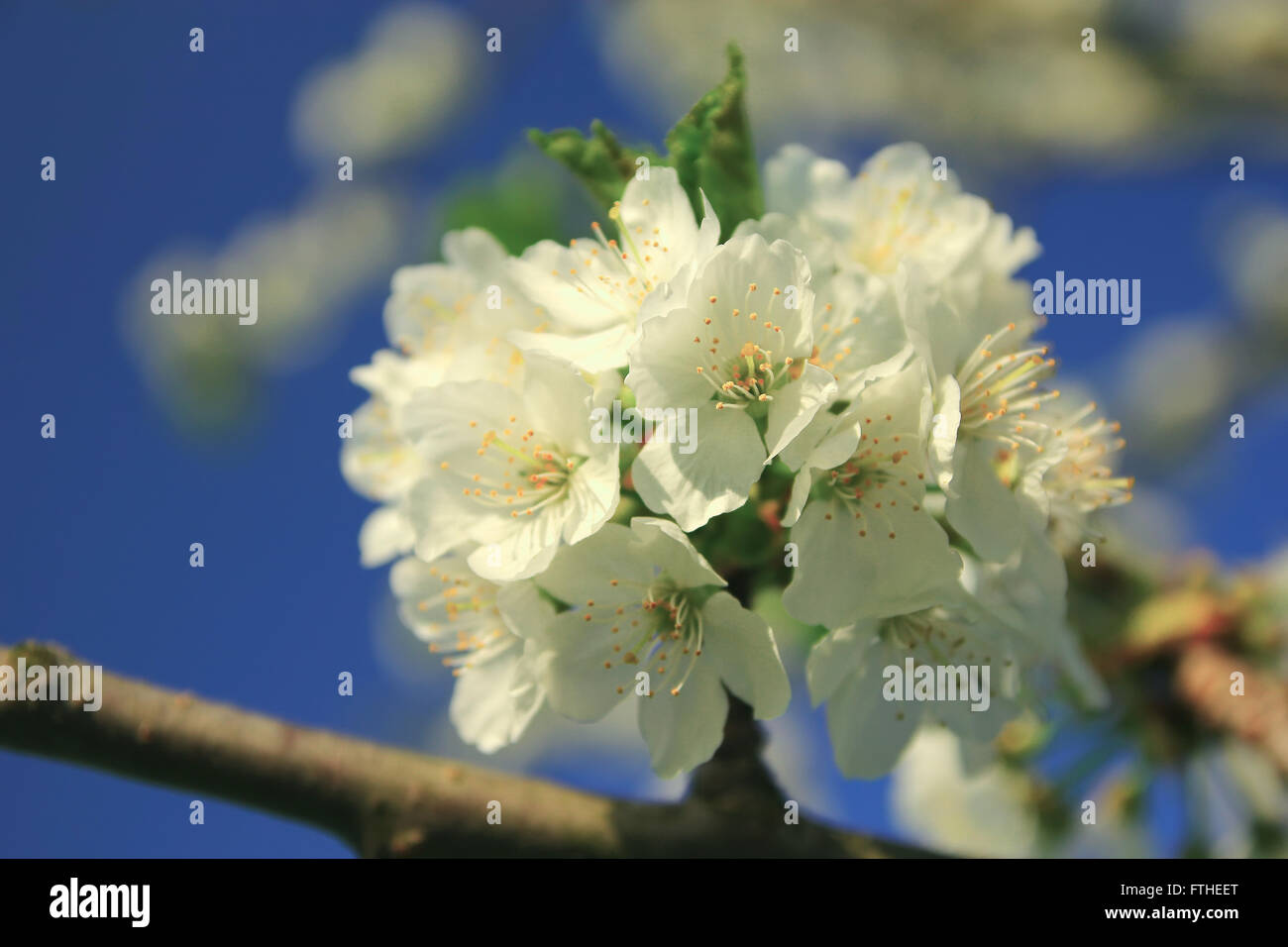 Crab apple inflorescence hi-res stock photography and images - Alamy