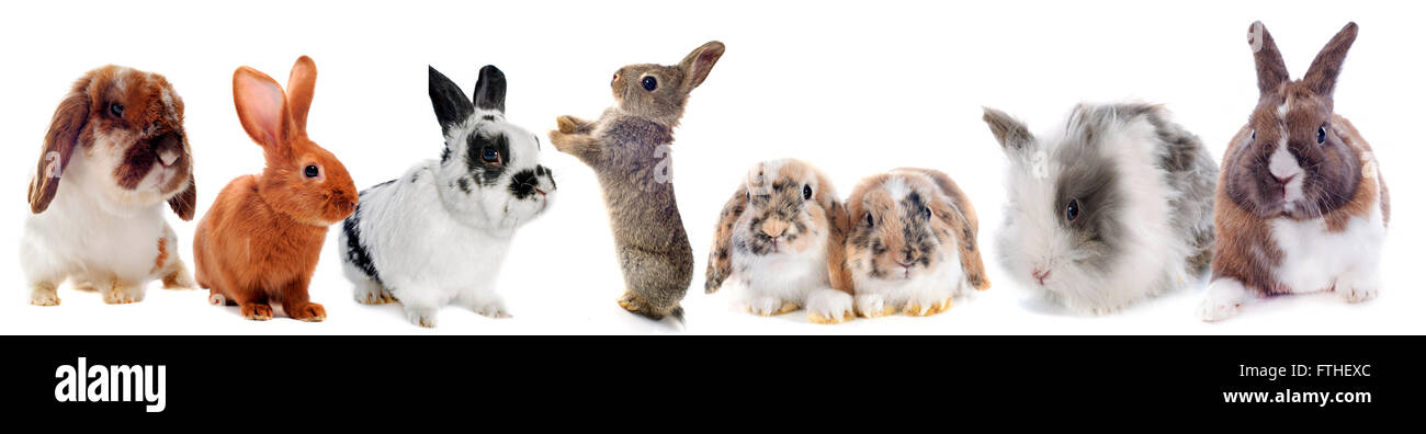group of Rabbits in front of white background Stock Photo - Alamy