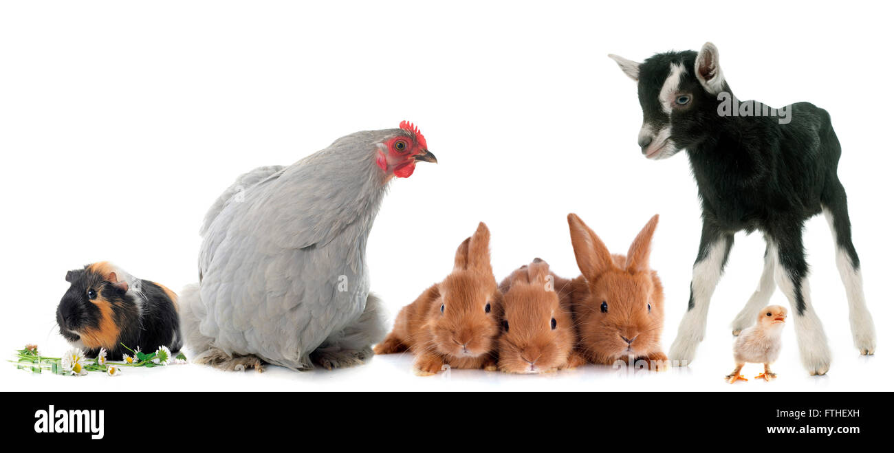 group of farm animals in front of white background Stock Photo - Alamy