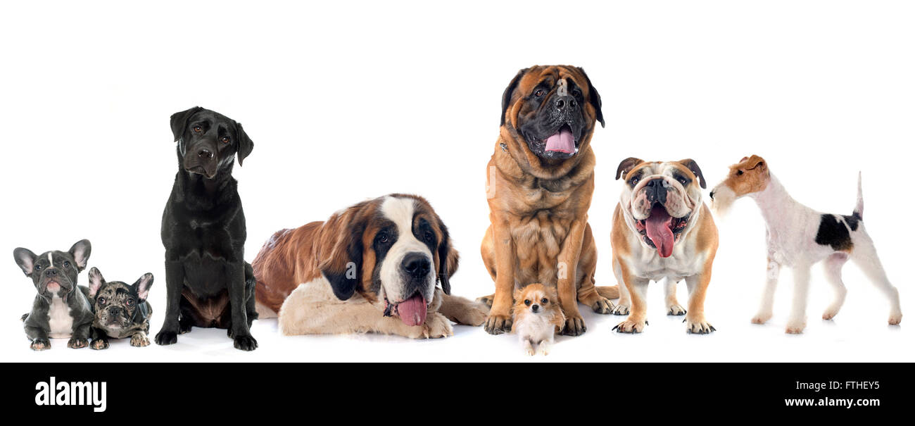 group of dogs in front of white background Stock Photo - Alamy