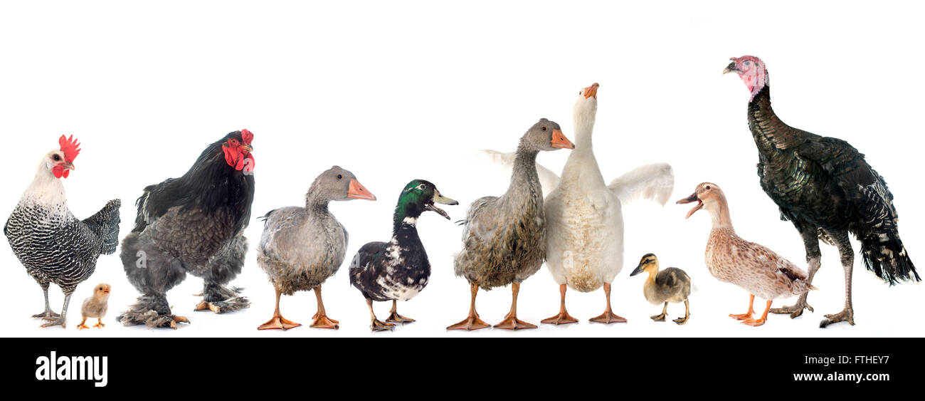group of poultry in front of white background Stock Photo - Alamy