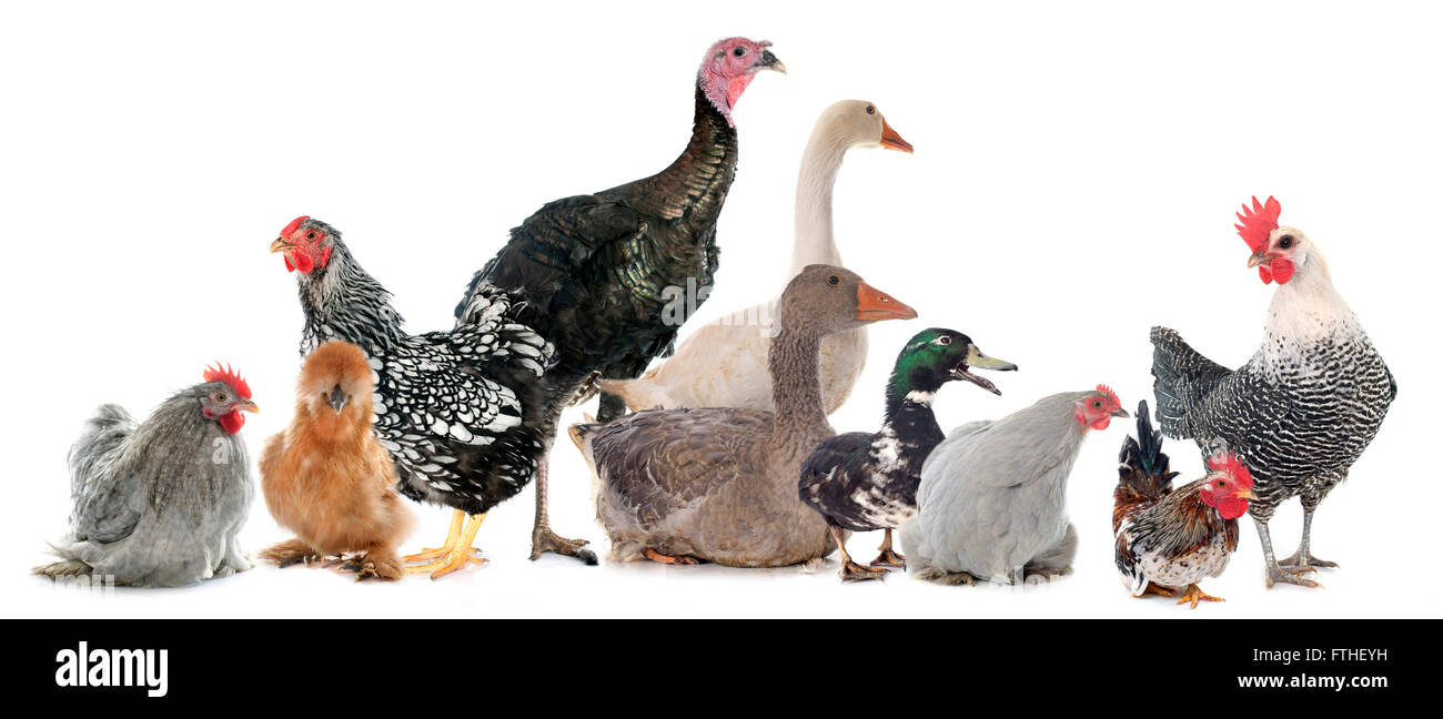 group of poultry in front of white background Stock Photo - Alamy