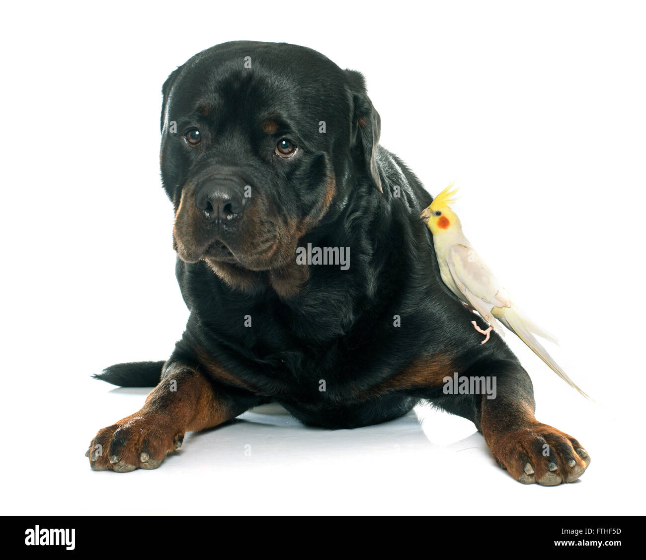 Male rottweiler hi-res stock photography and images - Alamy
