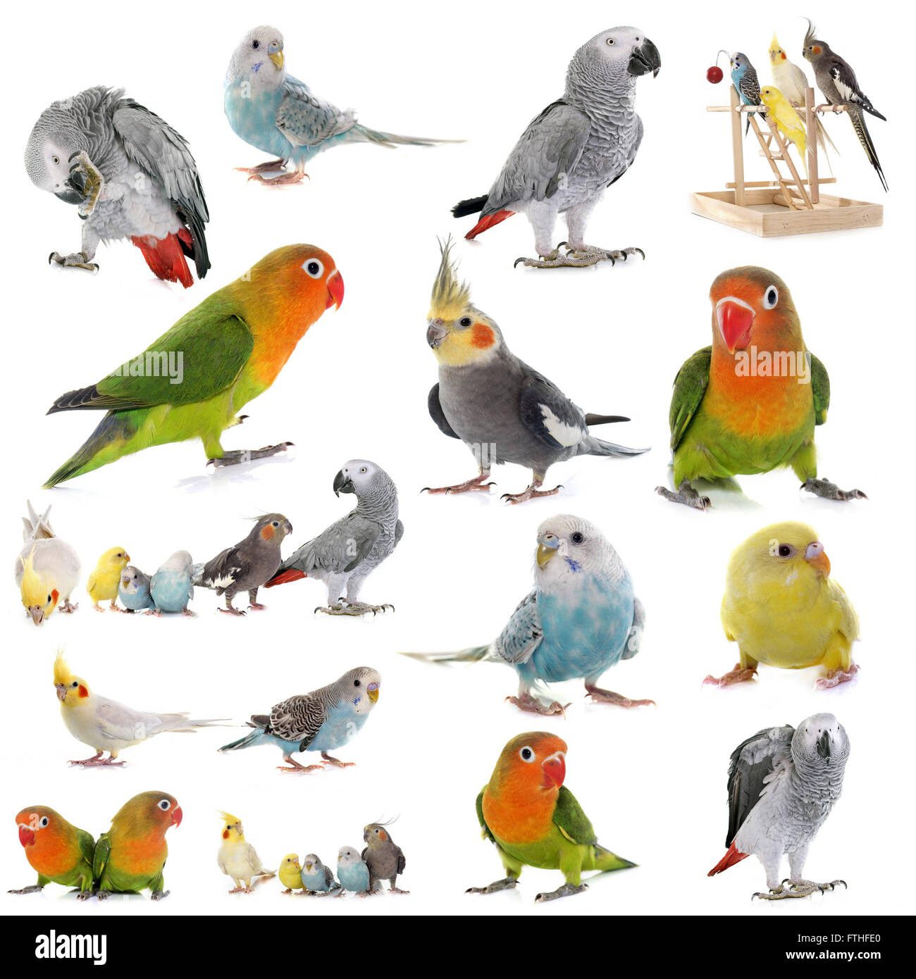 group of parrots in front of white background Stock Photo - Alamy