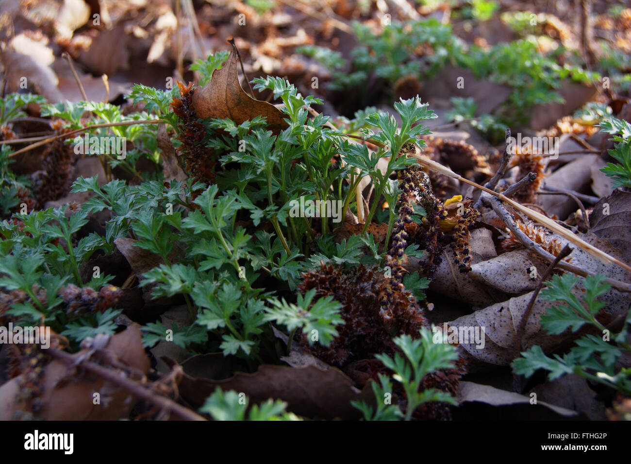 Dead alive plant hi-res stock photography and images - Alamy