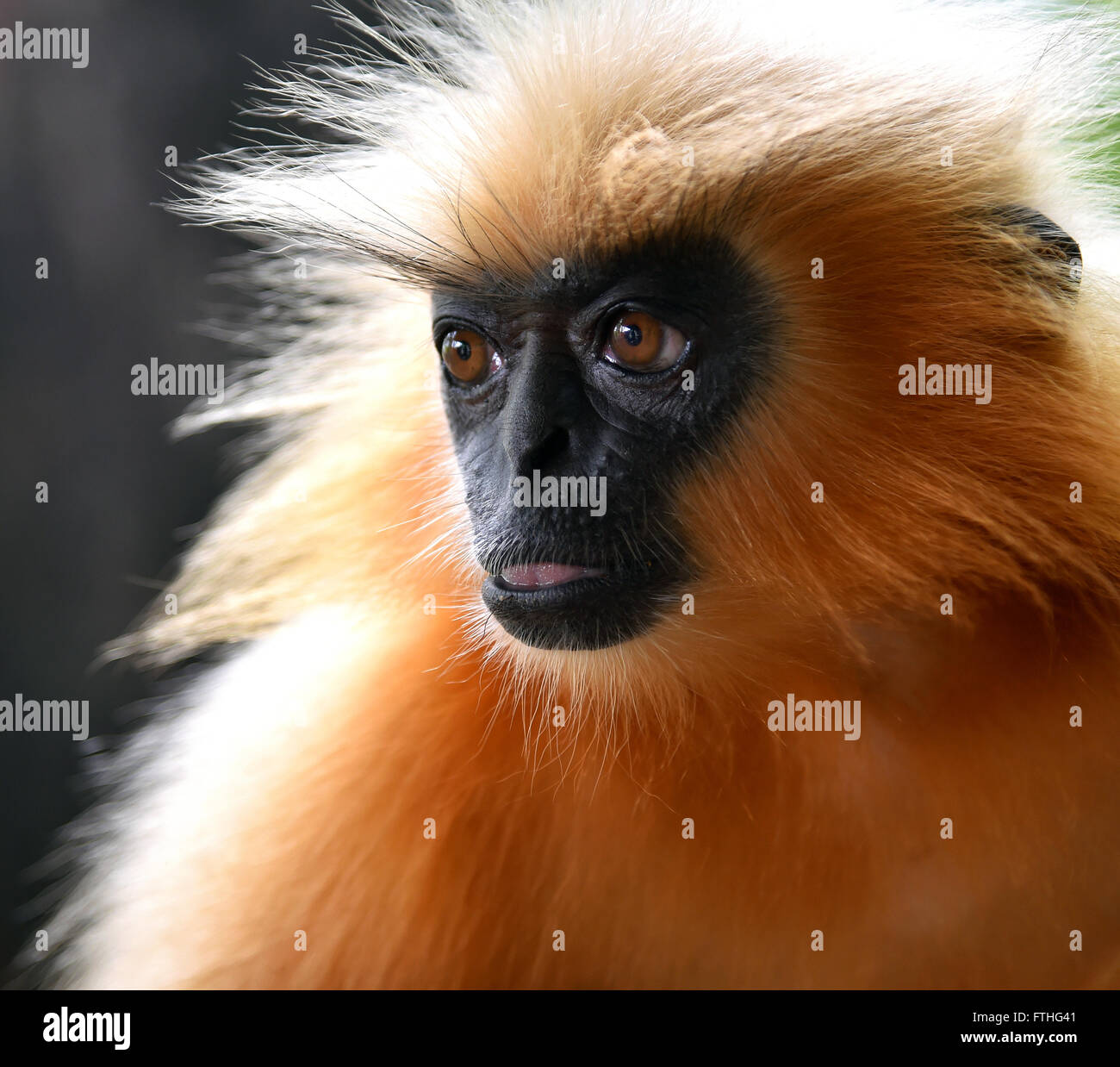 Gee's golden langur (Golden Monkey) an Old World monkey found in Assam ...