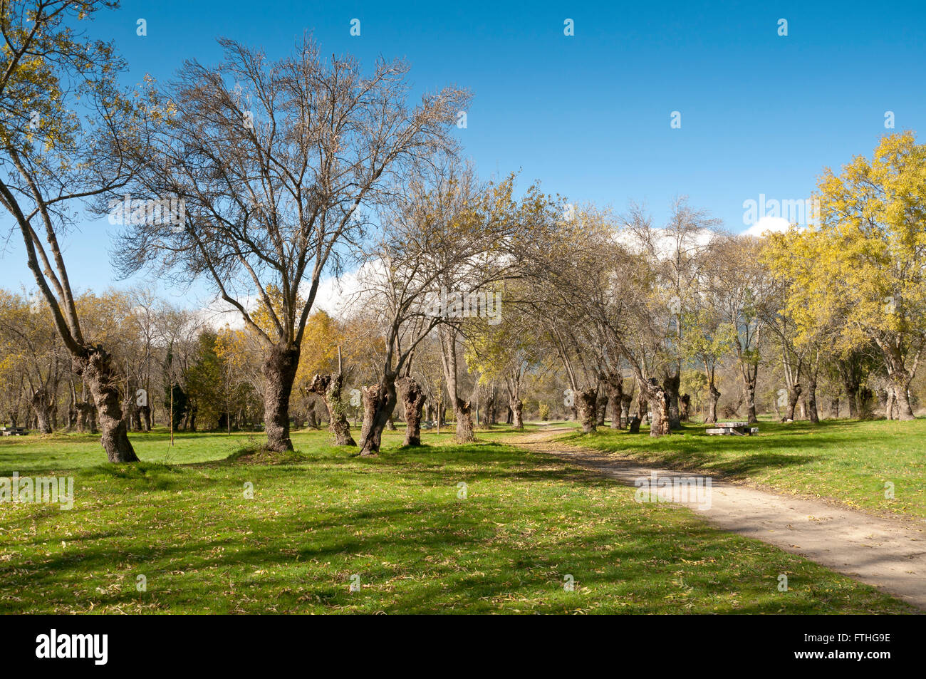 Ash tree grove in Soto del Real, Madrid Province, Spain Stock Photo - Alamy