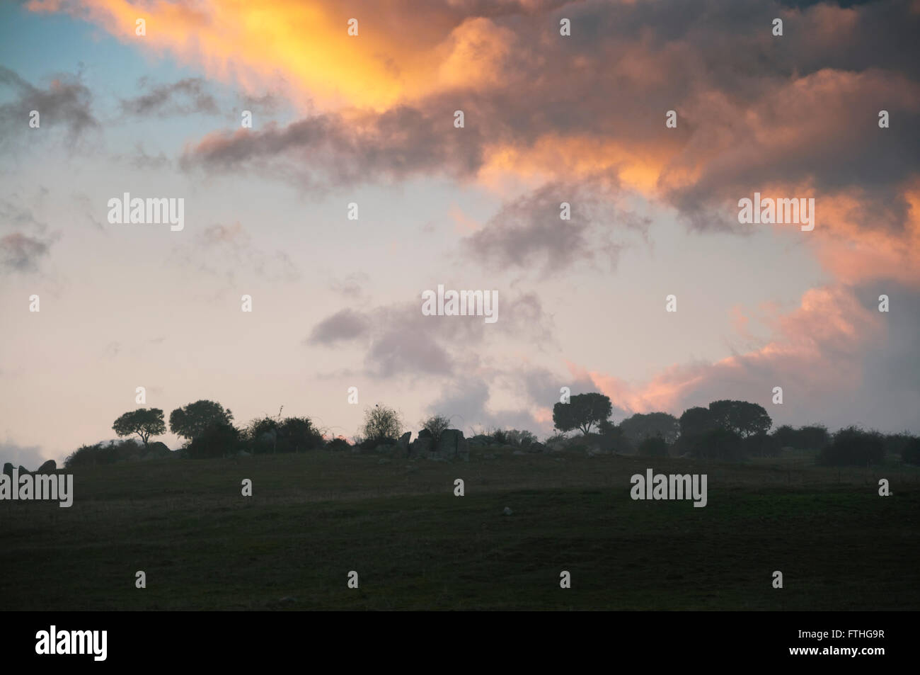 Holm oak tree quercus ilex at night hi-res stock photography and images ...