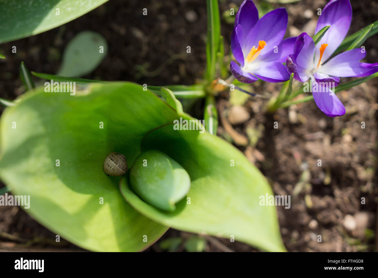 Tulip leaves hi-res stock photography and images - Alamy