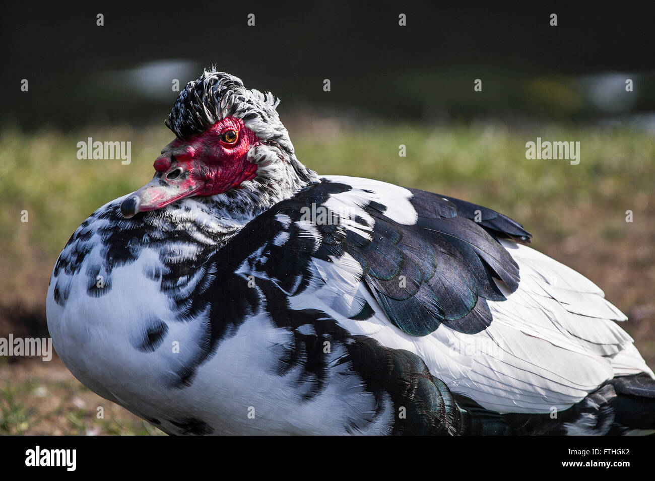 A Piebald Muscovy Duck Stock Photo - Alamy