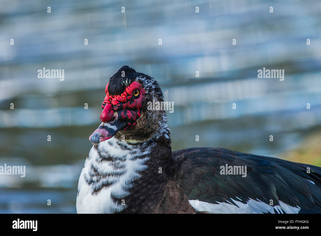 A Piebald Muscovy Duck Stock Photo - Alamy
