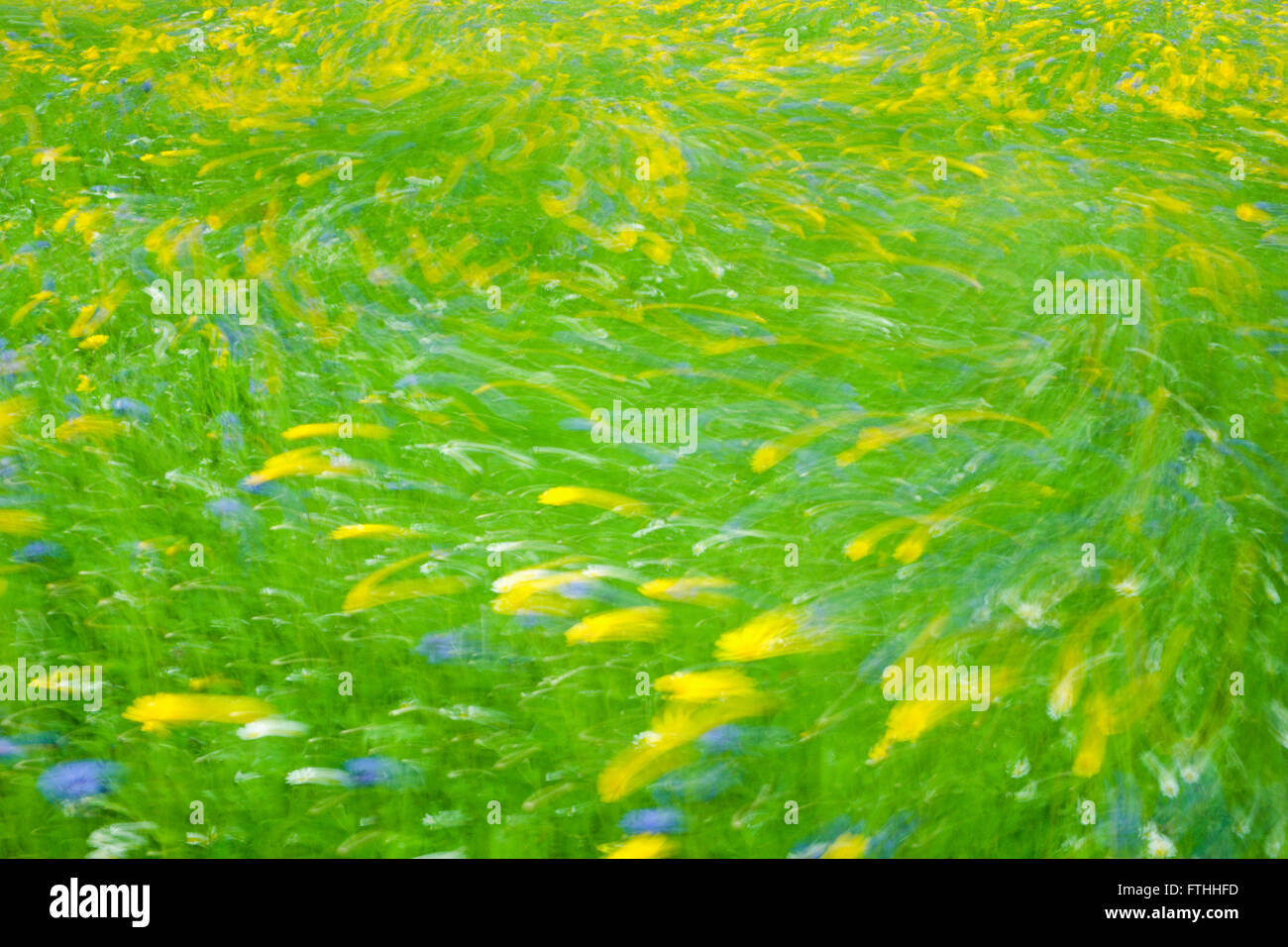 Patterns of wind blowing in wildflower meadow Stock Photo - Alamy