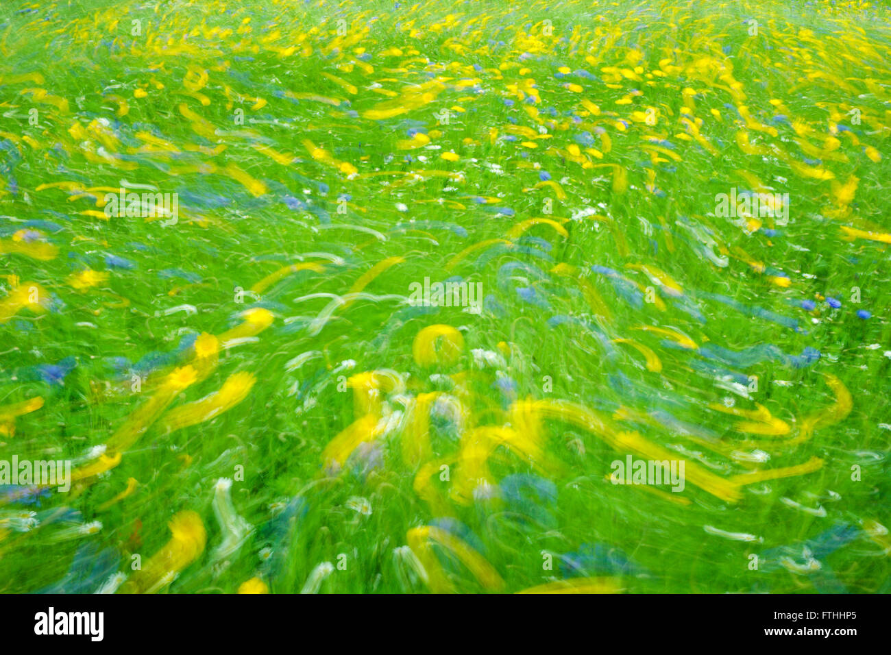 Patterns of wind blowing in wildflower meadow Stock Photo - Alamy