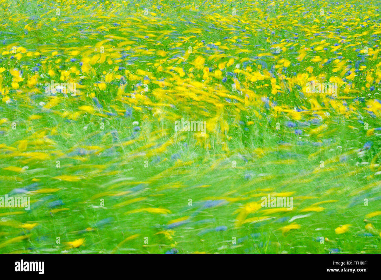 Patterns of wind blowing in wildflower meadow Stock Photo - Alamy