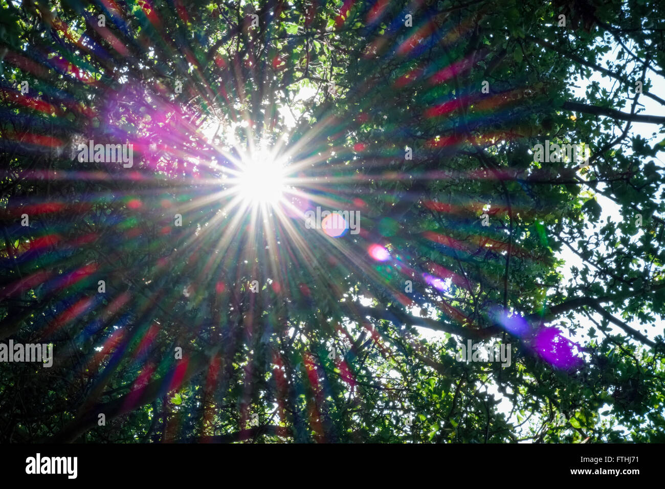 Lens Flare and Starburst through Trees Stock Photo - Alamy