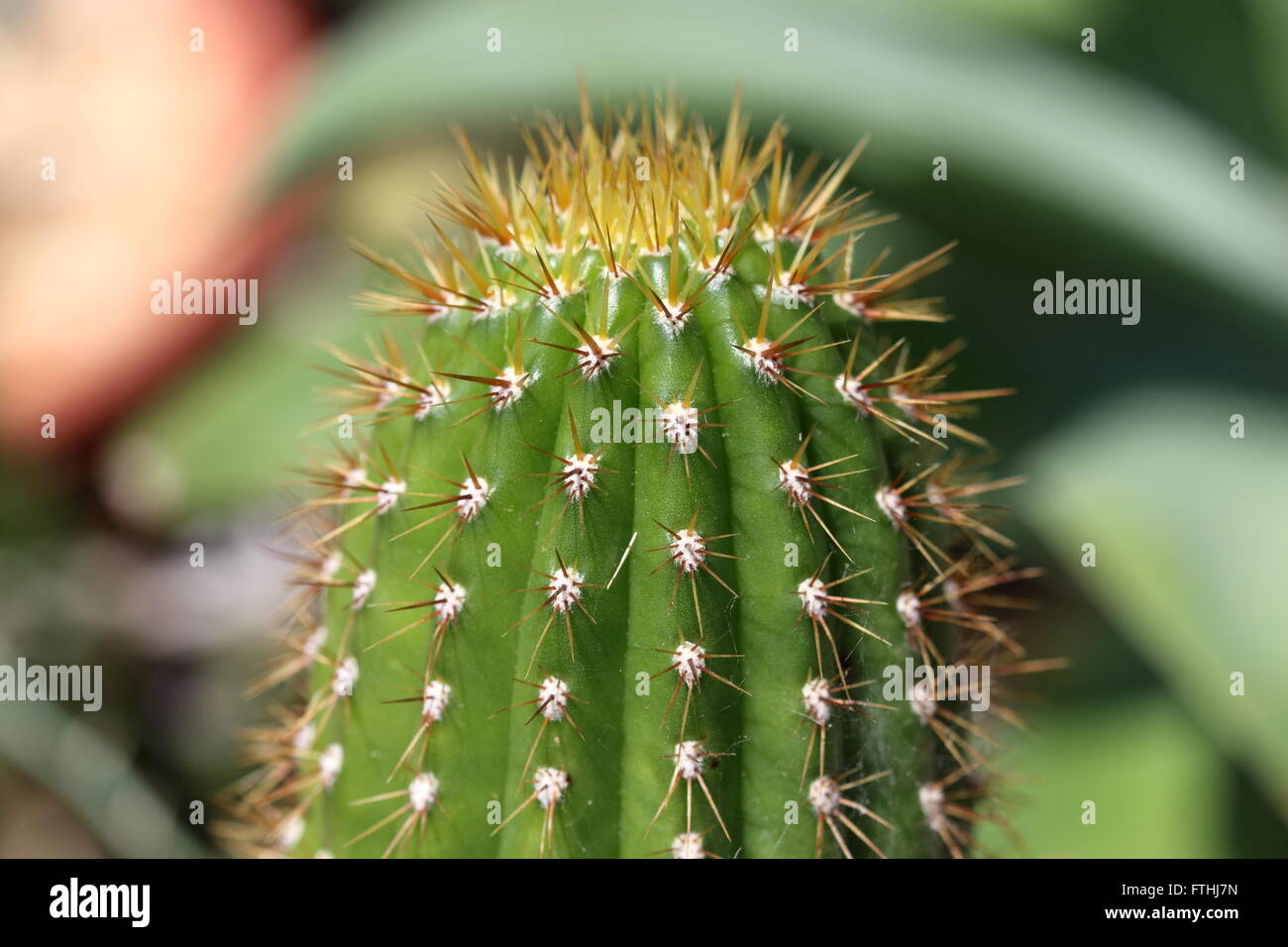 Echinopsis spachiana, golden torch, white torch cactus, golden column ...