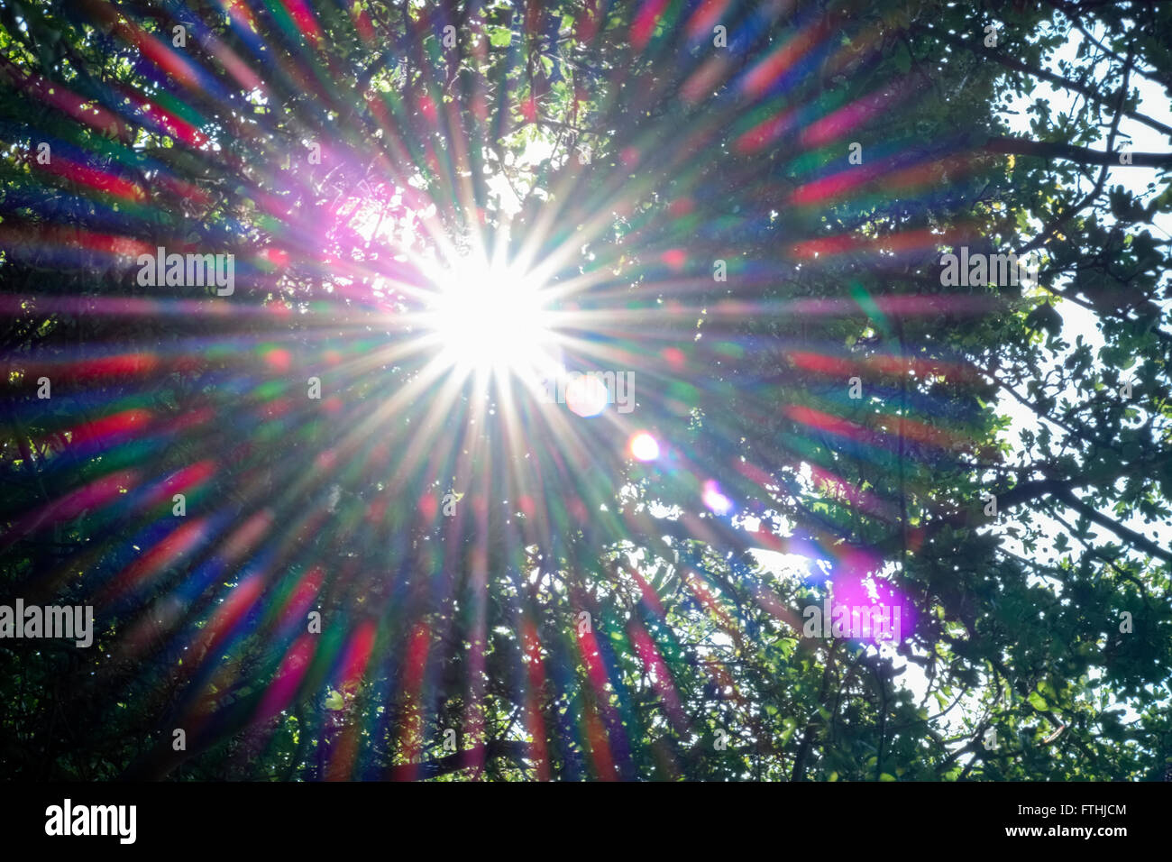 Lens Flare and Starburst through Trees Stock Photo - Alamy