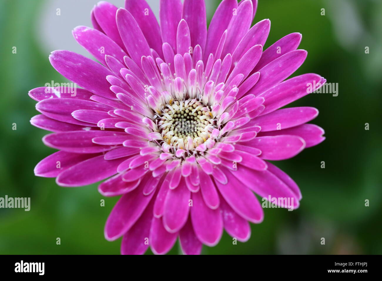 Power of flowers hi-res stock photography and images - Alamy