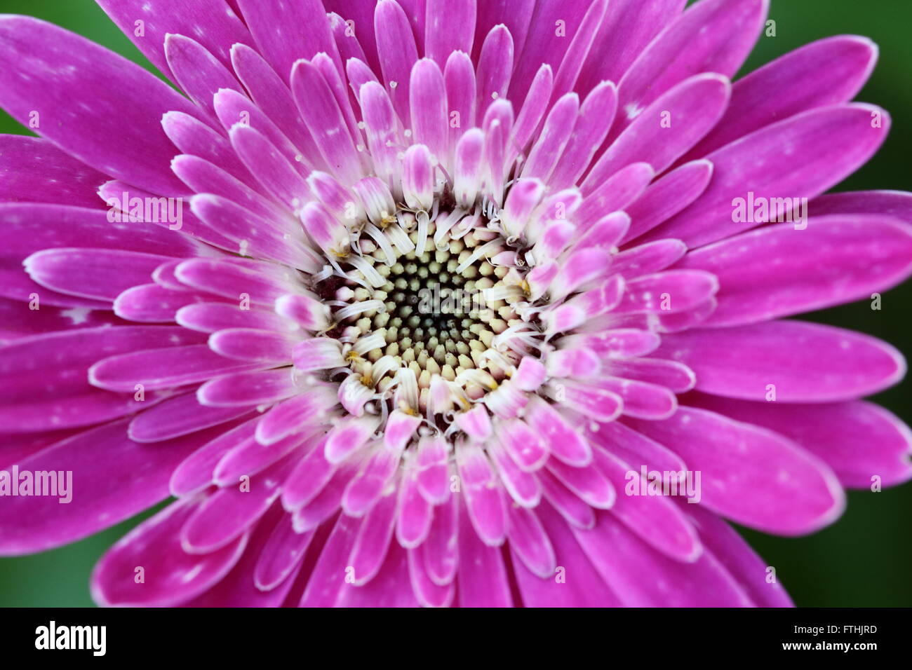 Close up of Garvinea Gerbera – The Power Flowers Stock Photo - Alamy