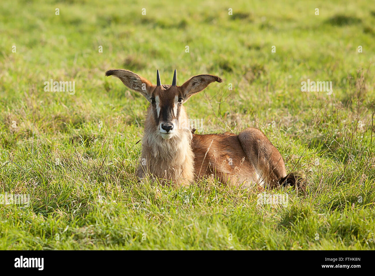 photo of a resting young Sable Antelope Stock Photo - Alamy