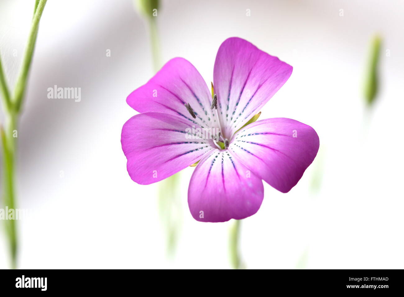 Agrostemma githago or known as Corn Cockle flower Stock Photo - Alamy