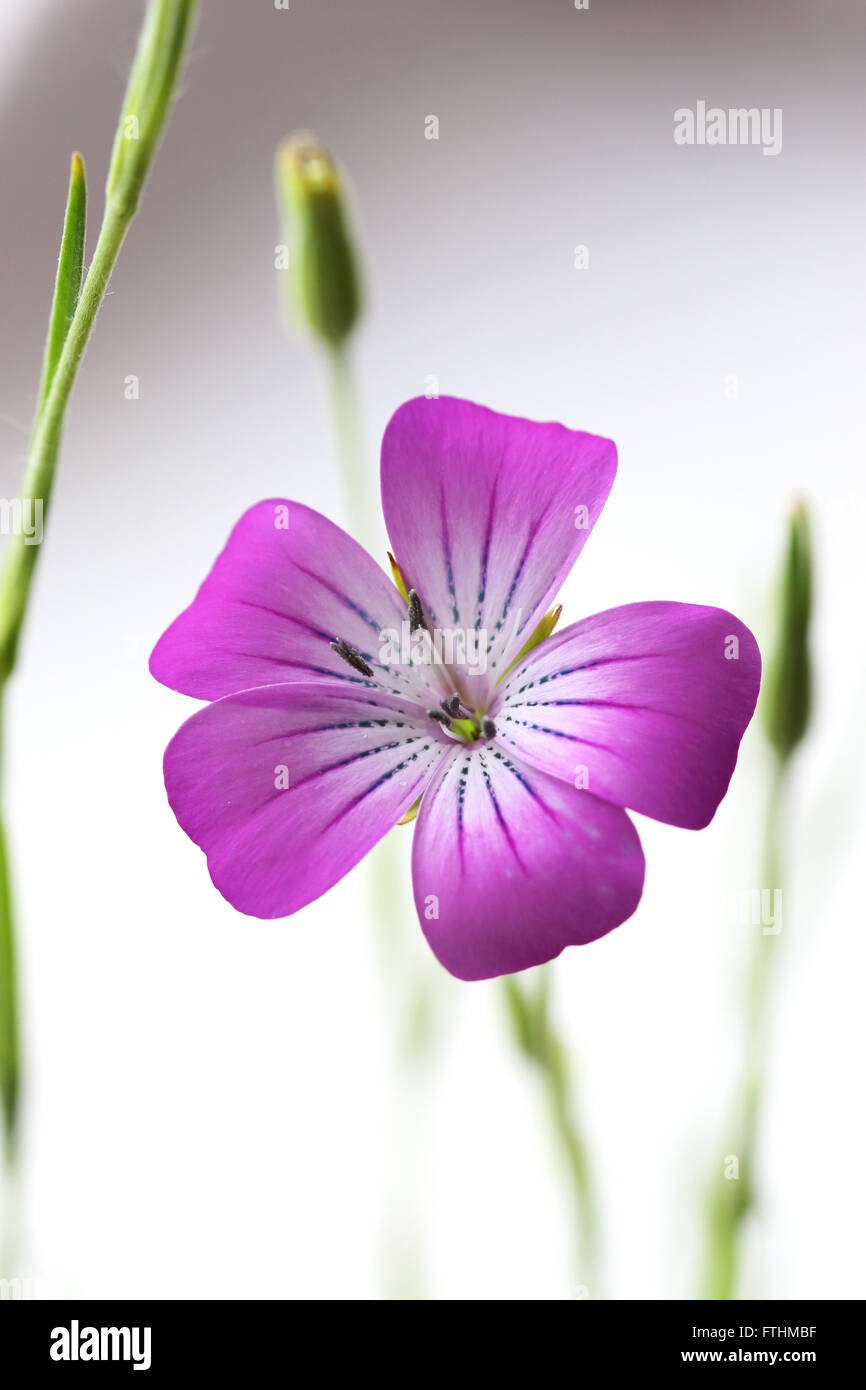 Agrostemma githago or known as Corn Cockle flower Stock Photo - Alamy