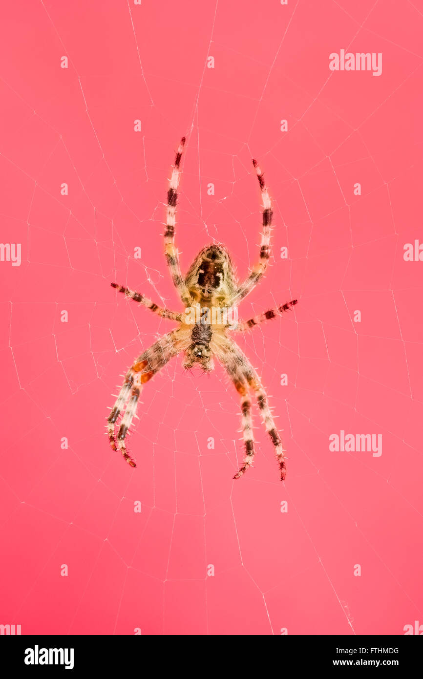 Garden Spider - Araneus diadematus Stock Photo - Alamy