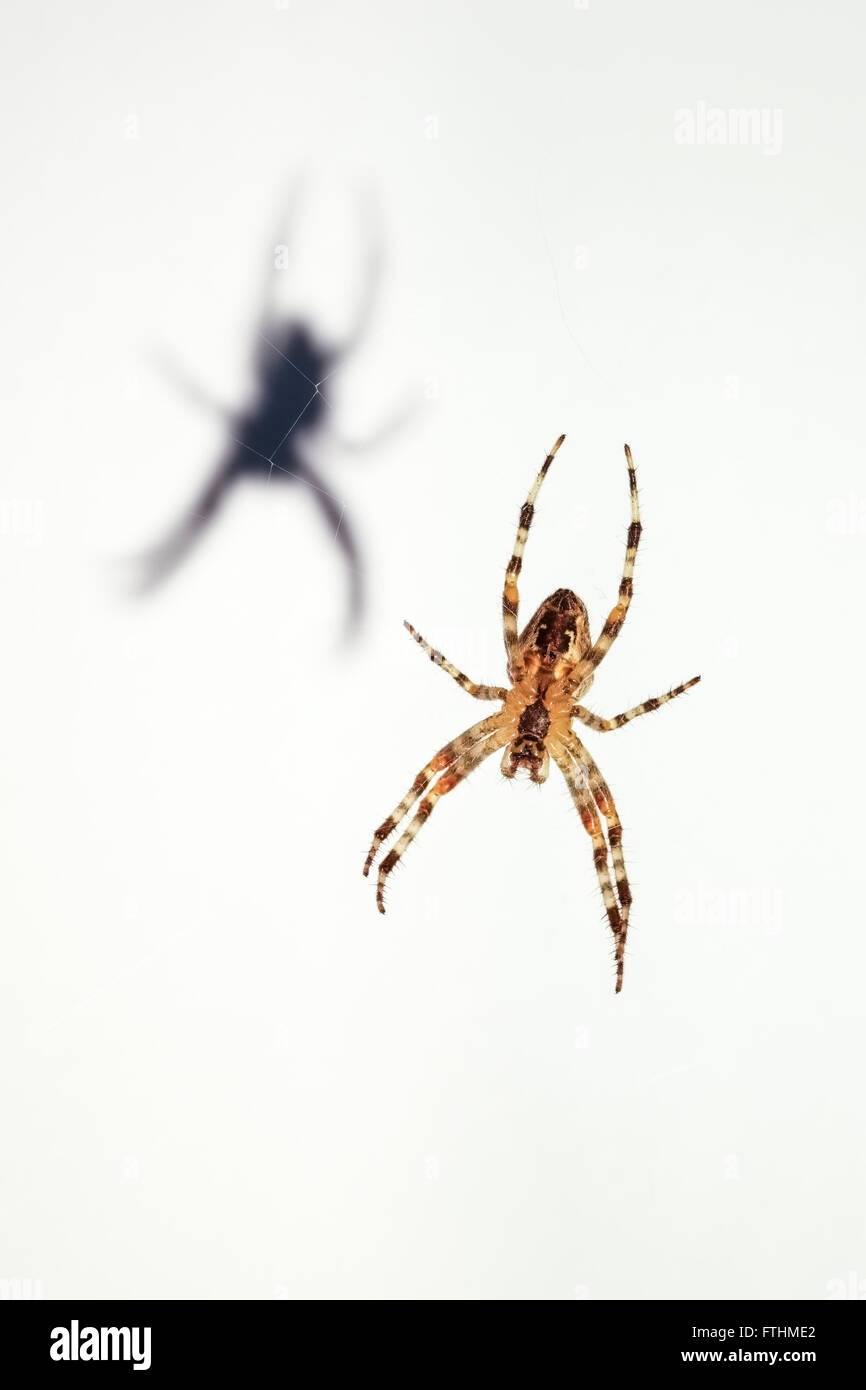 Garden Spider with shadow on wall - Araneus diadematus Stock Photo - Alamy