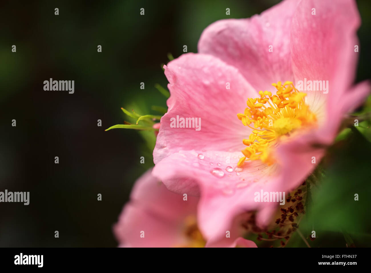 Rosaceous plant hi-res stock photography and images - Alamy