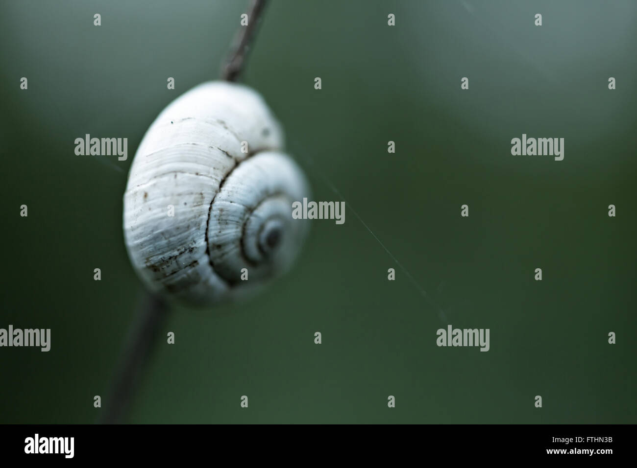 Little snail on a branch close up Stock Photo - Alamy