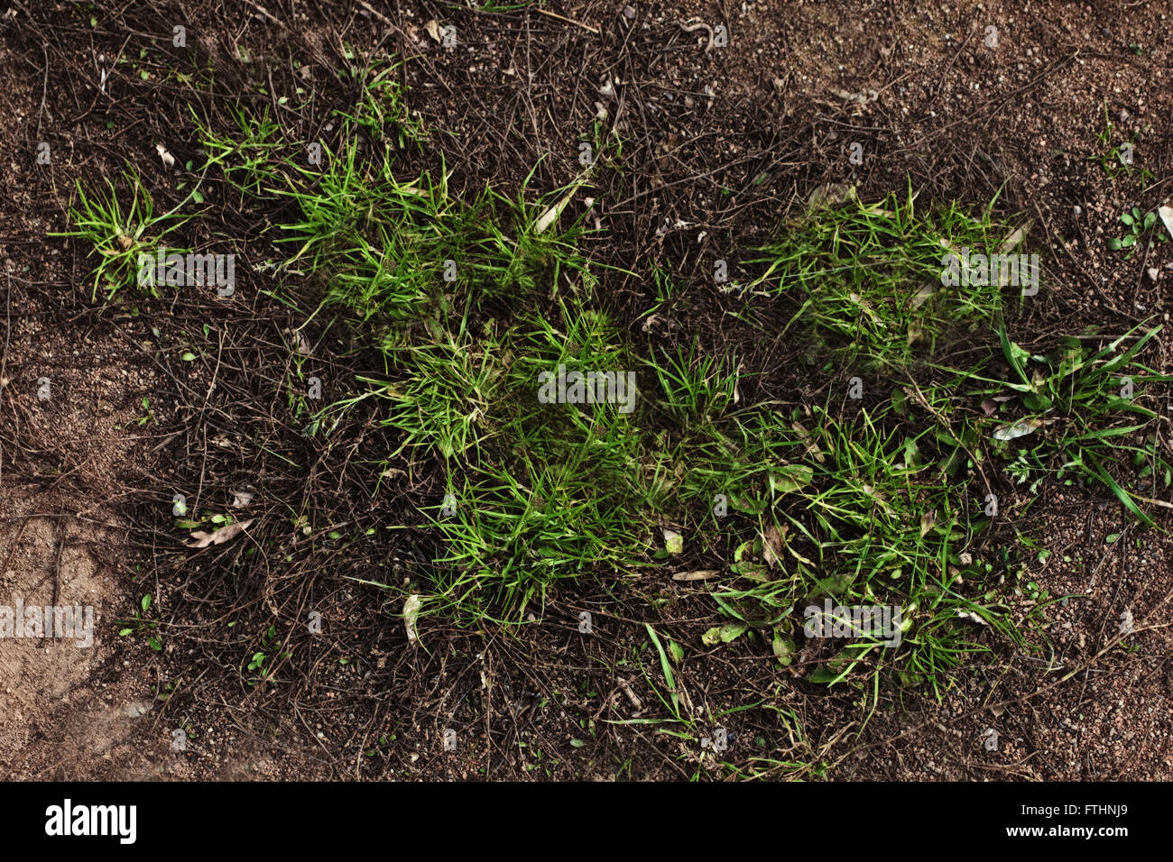Green grass ground close up hi-res stock photography and images - Alamy