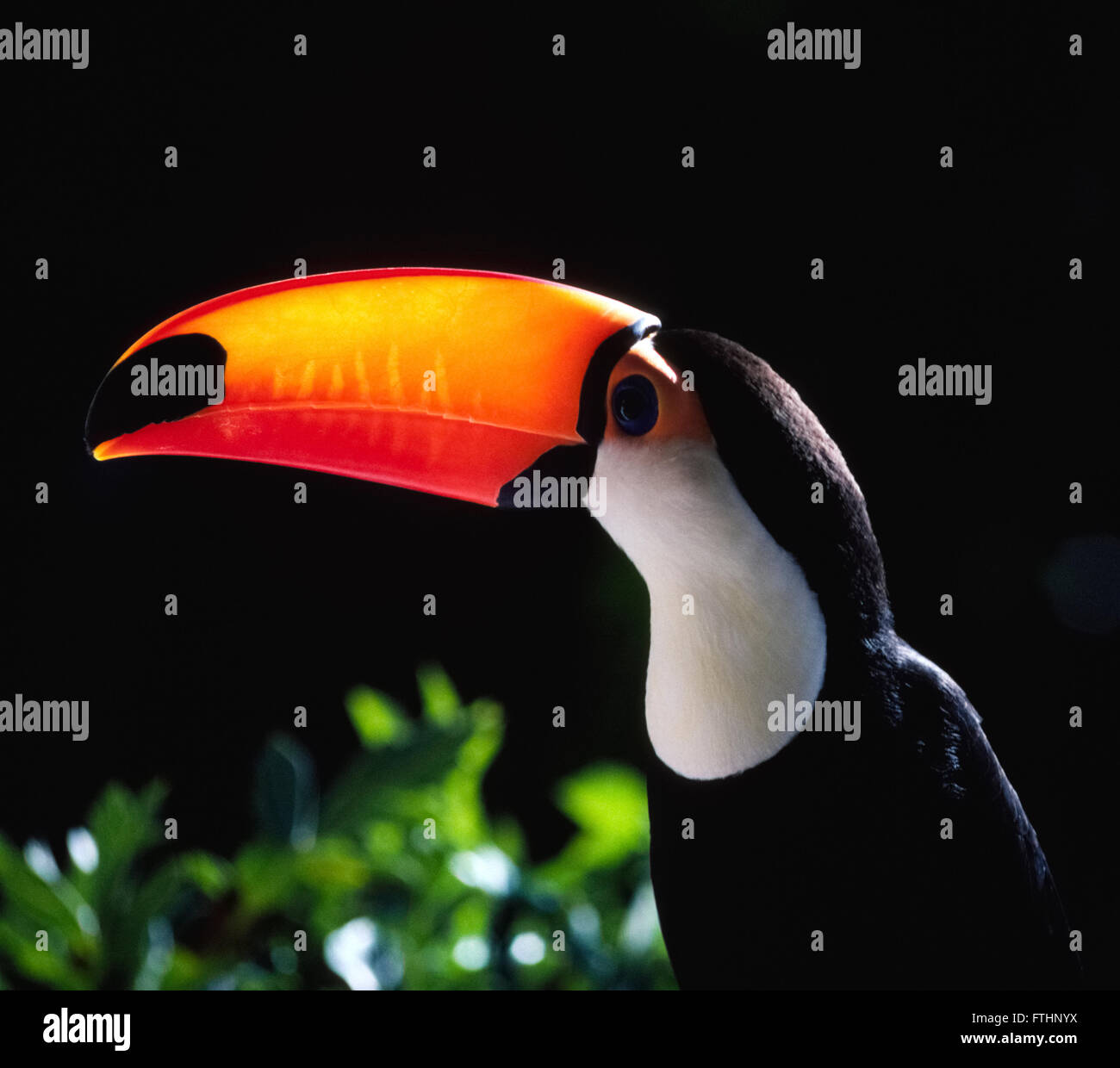 Long neck bird with yellow beak hi-res stock photography and images - Alamy