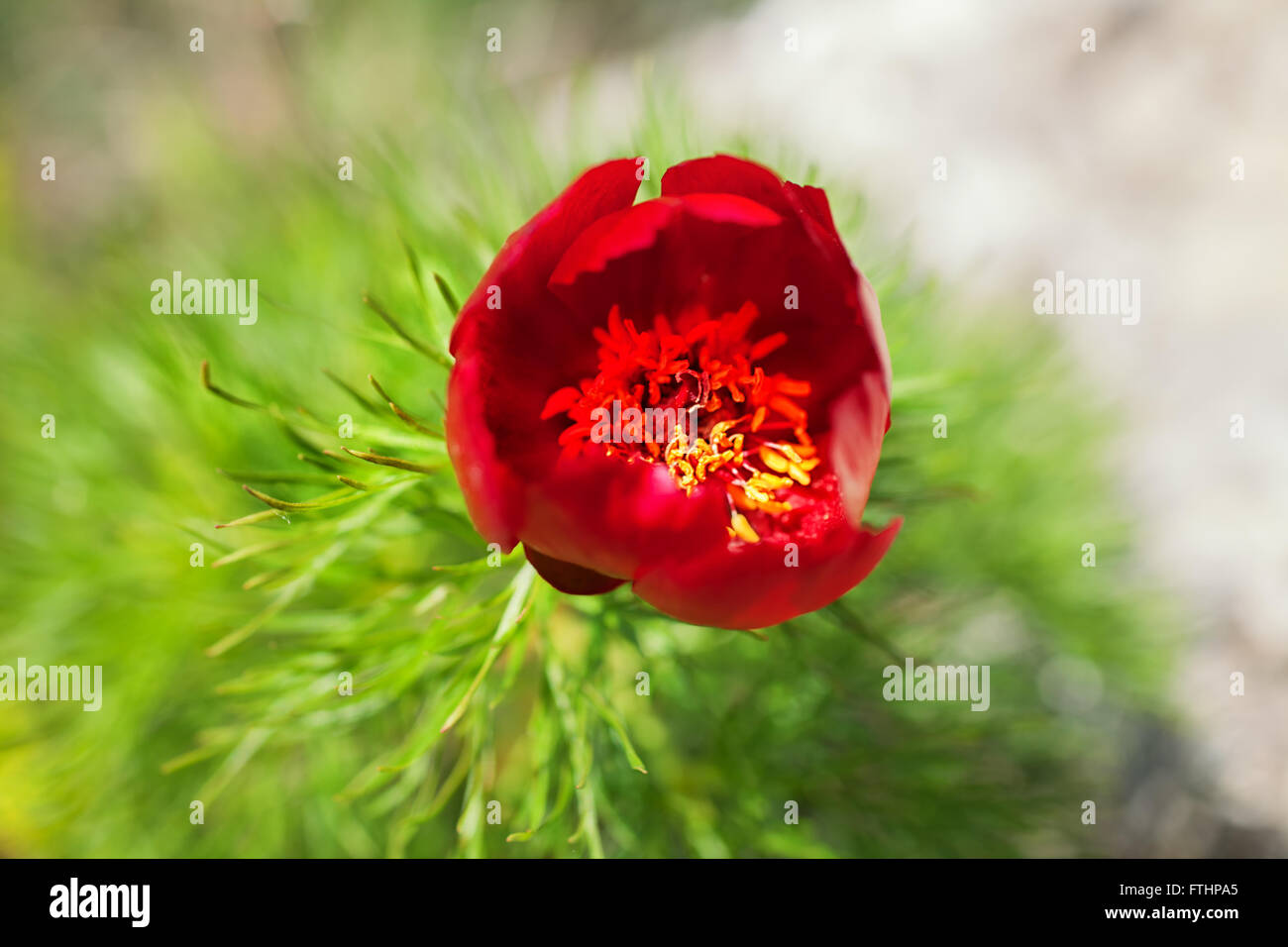 Red flower of mountain peony close up Stock Photo - Alamy
