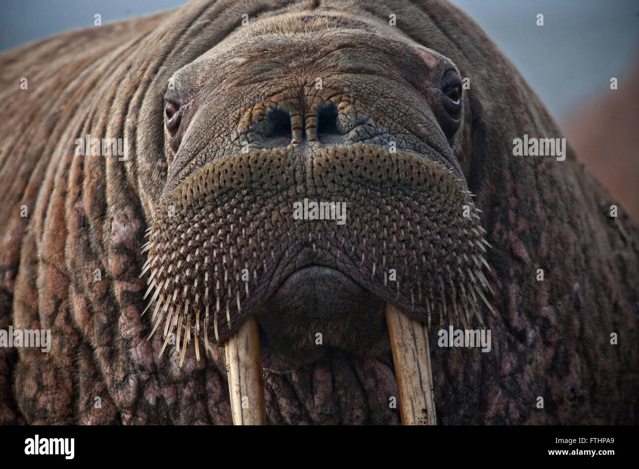 Female walrus hi-res stock photography and images - Alamy