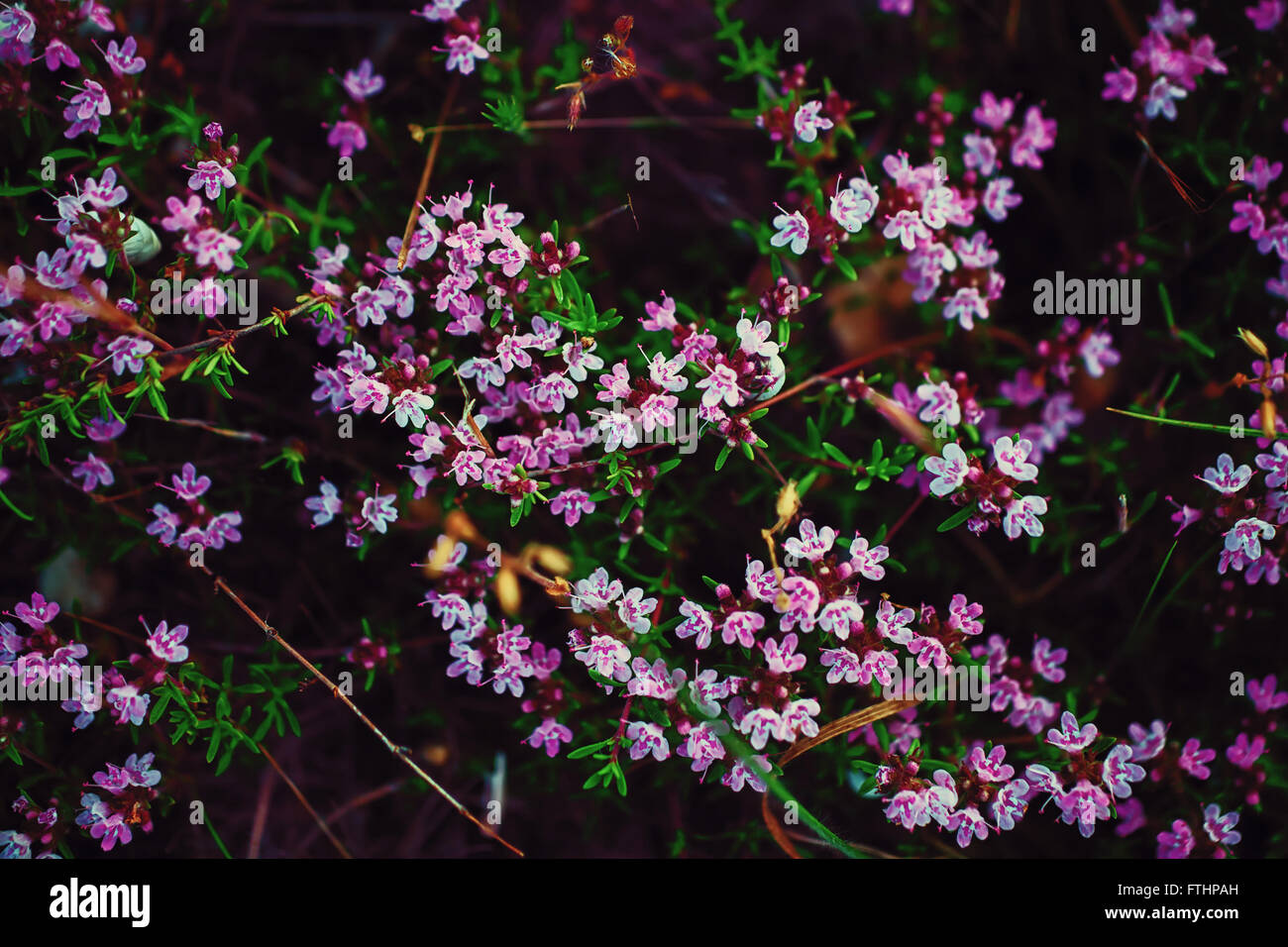 Floral background with small pink flowers close-up Stock Photo - Alamy