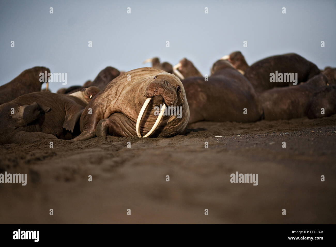 Female walrus hi-res stock photography and images - Alamy