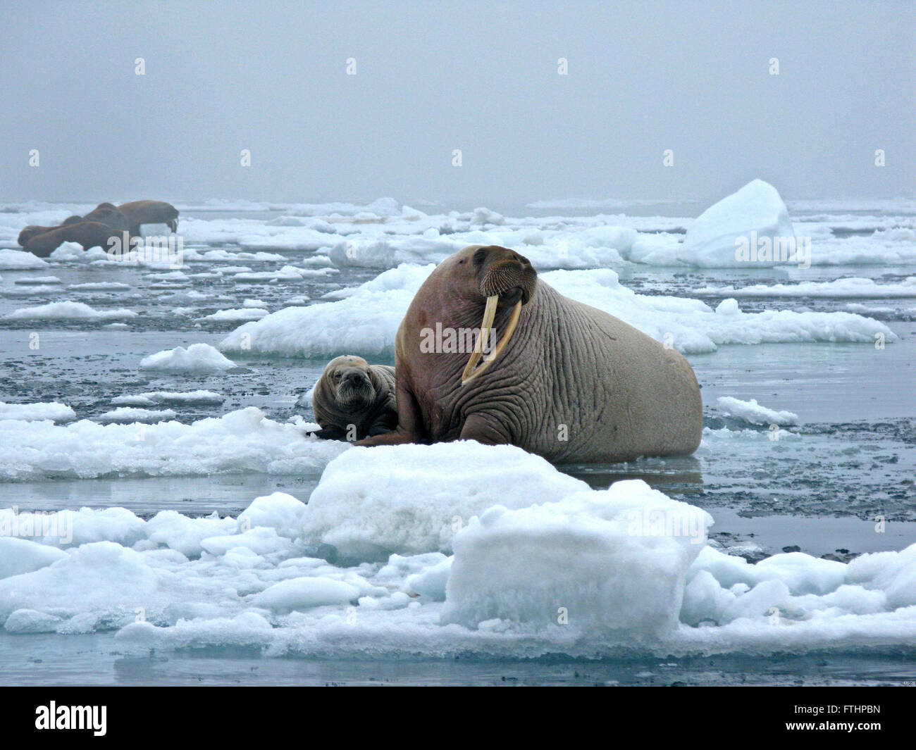A female Pacific walrus and her pup resting on an ice floe June 12 ...