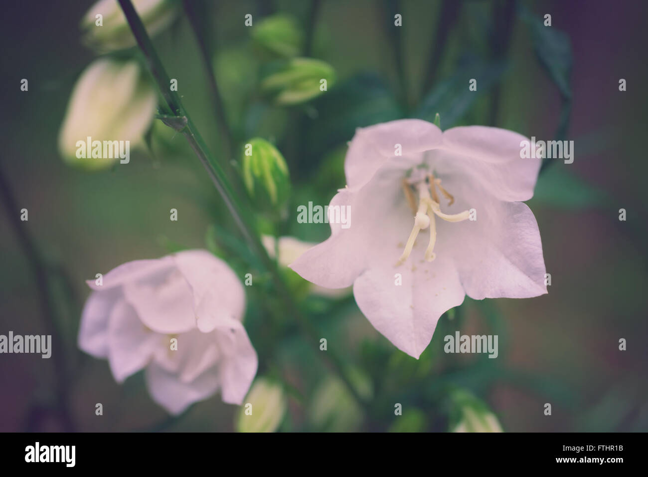 Bell plant hi-res stock photography and images - Alamy