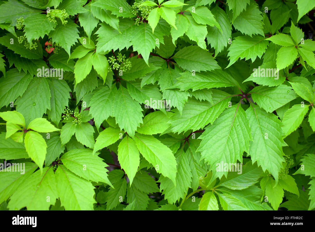 Texture of green grape leaves closeup Stock Photo - Alamy