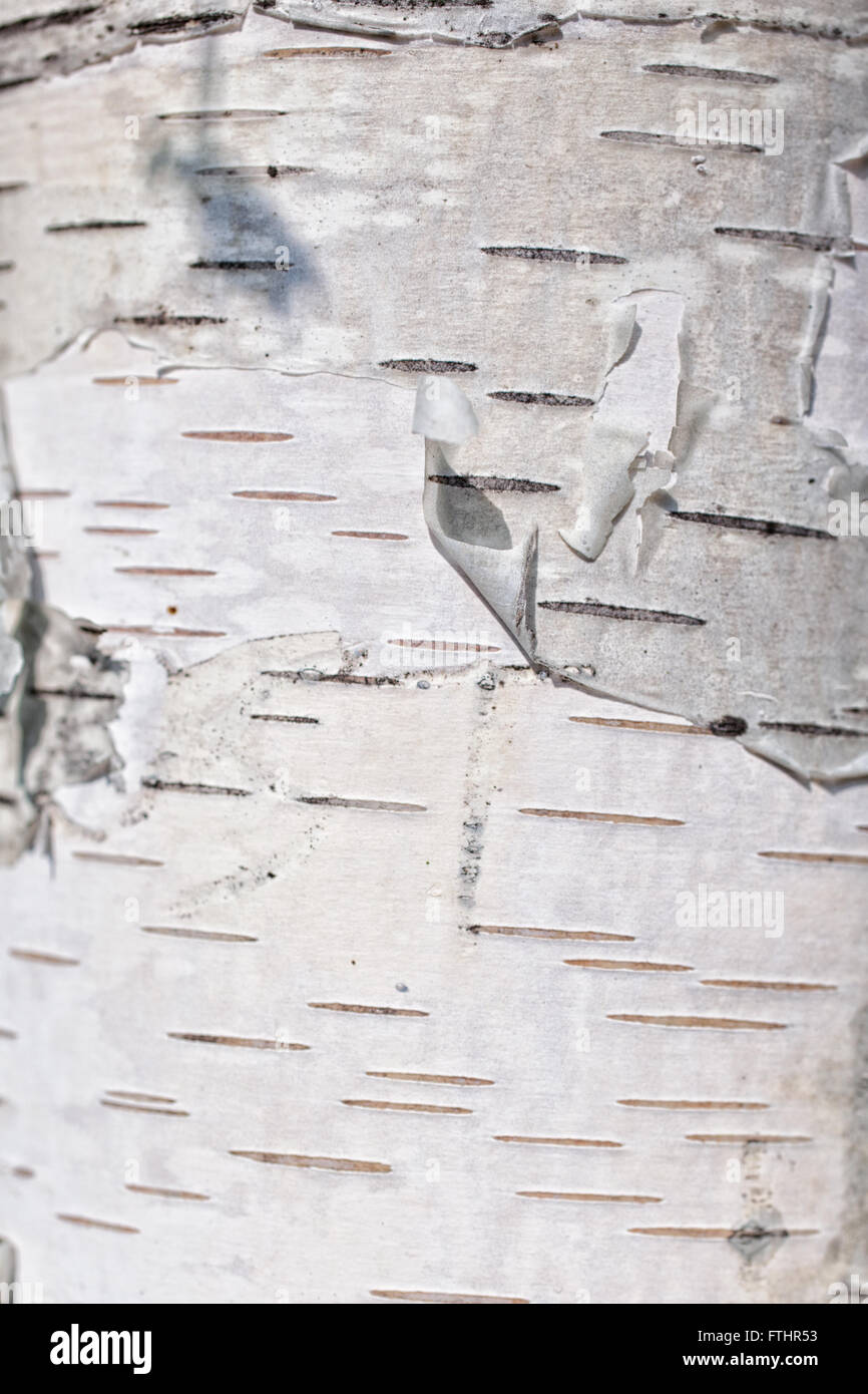Texture of birch bark close up Stock Photo - Alamy