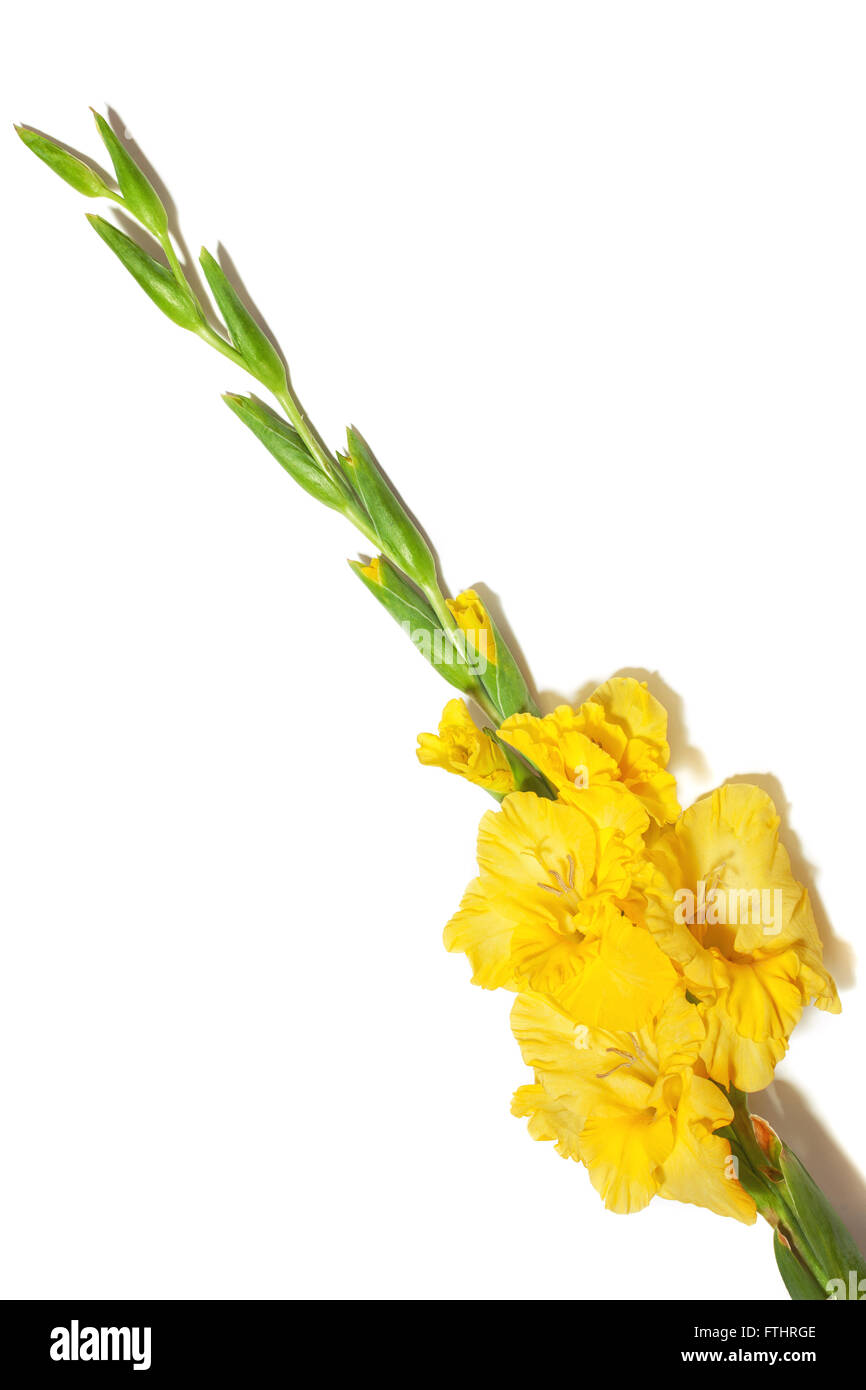 Yellow gladiolus flower isolated on white background Stock Photo - Alamy