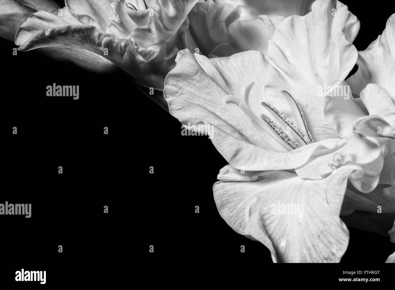 Gladiolus blossom Black and White Stock Photos & Images - Alamy