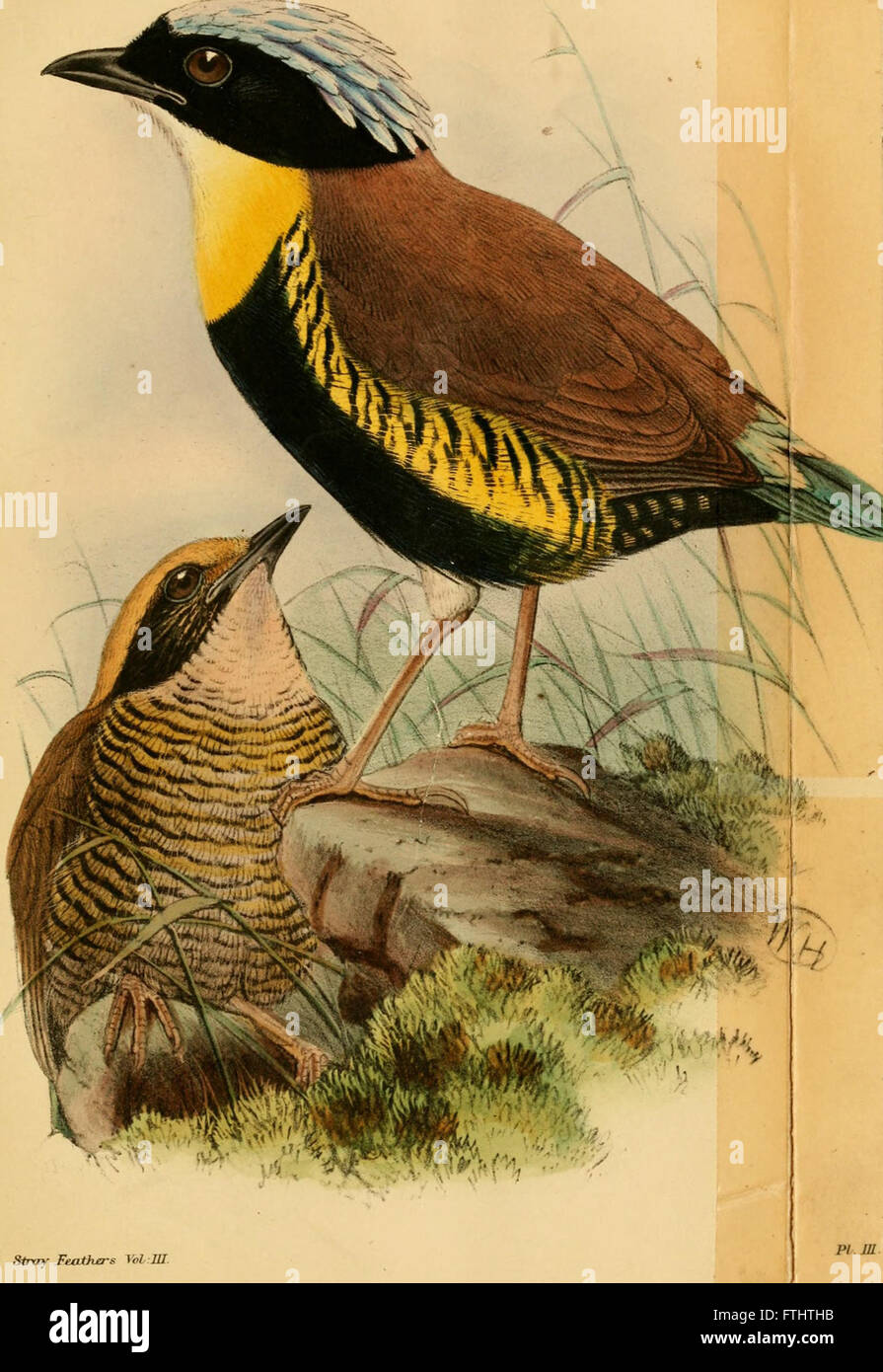 Stray feathers hi-res stock photography and images - Alamy